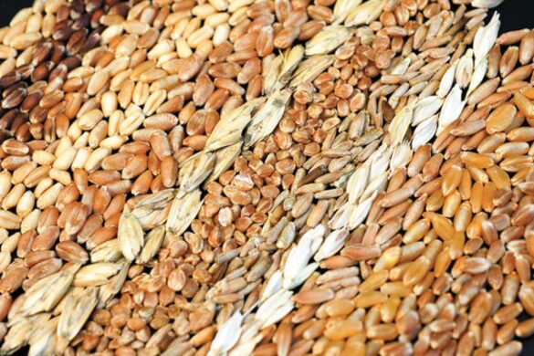 Gluten : définition, symptôme, intolérance et ses effets sur la santé