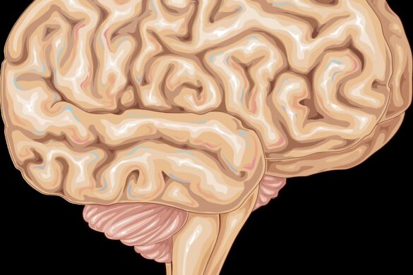 Cerveau reptilien sous stress : pourquoi notre cerveau primitif prend ...