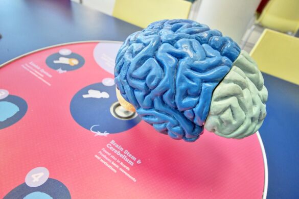 Le cerveau reptilien : découvrez comment cette partie primitive de ...