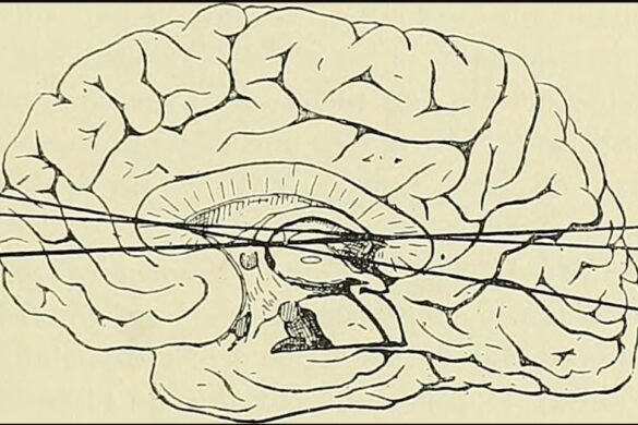 Le cerveau reptilien : découvrez comment cette partie primitive de ...